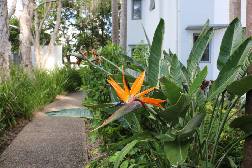 Resort Pools at Coolum at the Beach